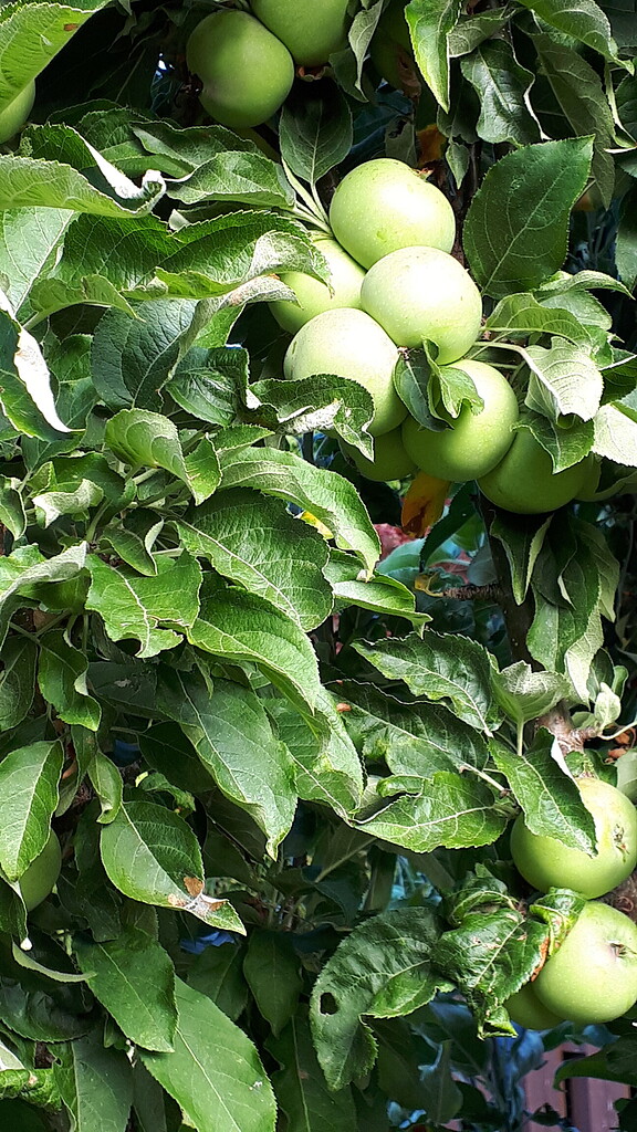 Apple Clusters On Old Tree - Q & A - Comox Valley Horticultural Society