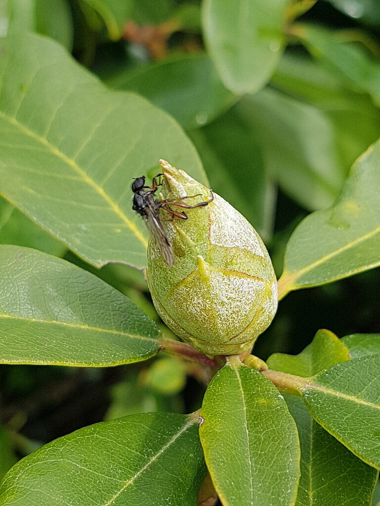 Insects on rhododendron - Q & A - Comox Valley Horticultural Society