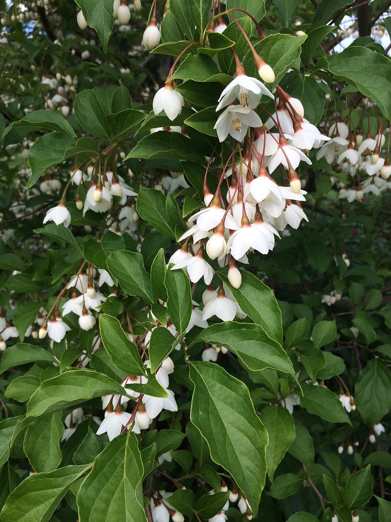 Japanese Snowbell - Styrax japonicus - Summer 2020: Garden Trees or ...