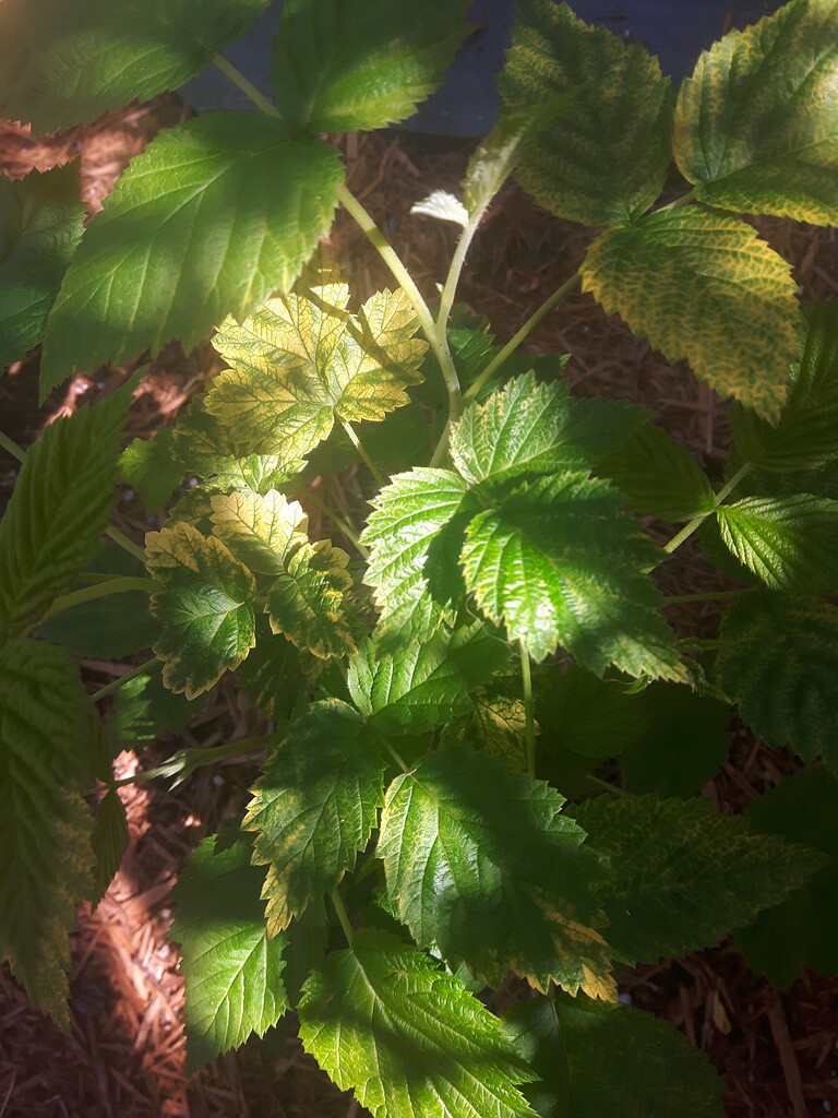 Raspberry leaves turning yellow - Q & A - Comox Valley Horticultural ...