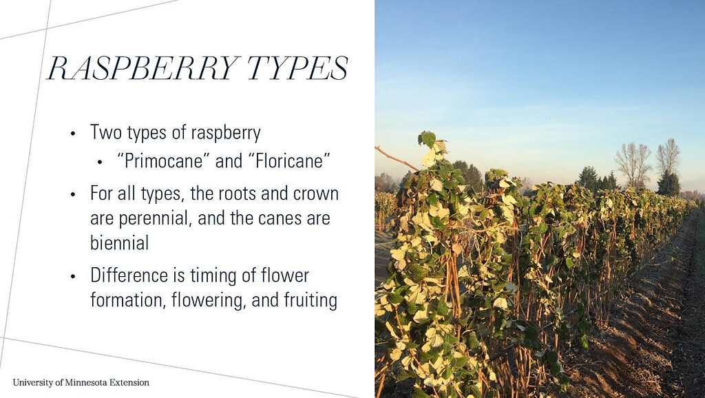 Kayla Brouwer, Raspberries & Blueberries - Presentations - Comox Valley ...