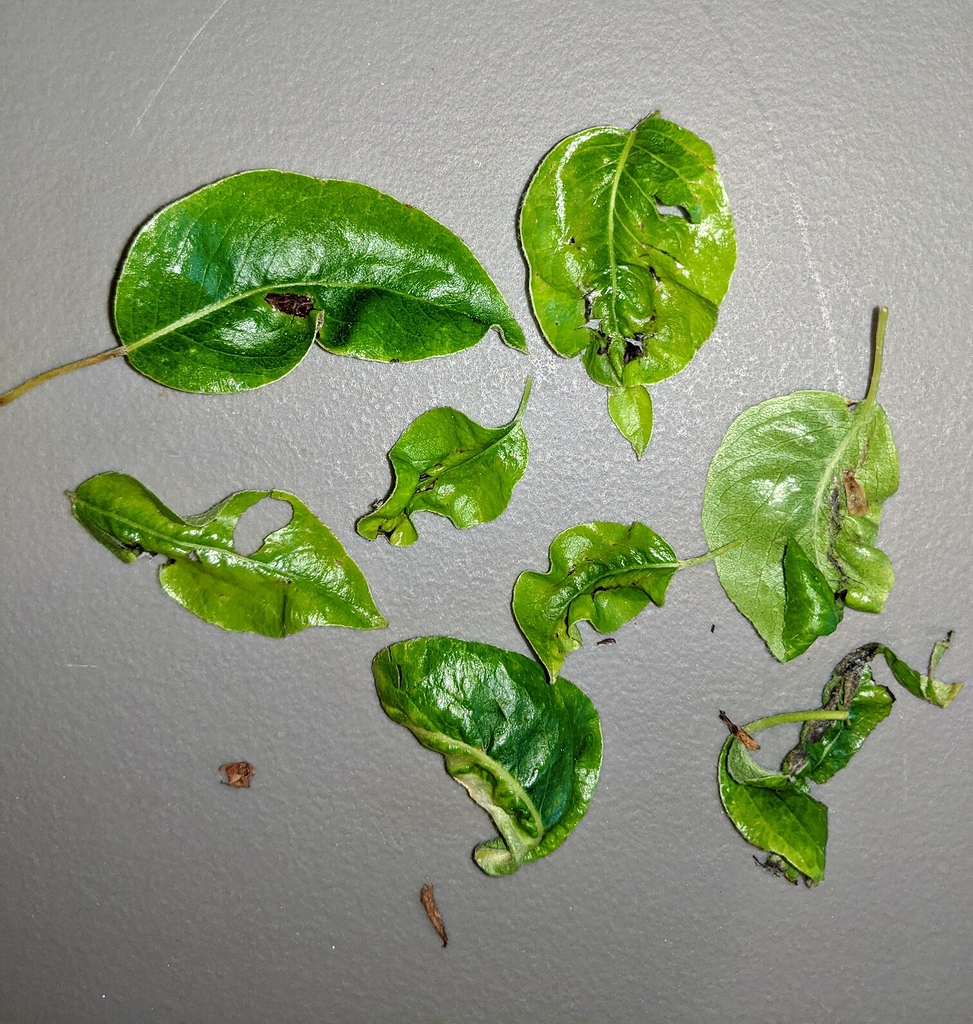 Problem with my pear tree - Q & A - Comox Valley Horticultural Society