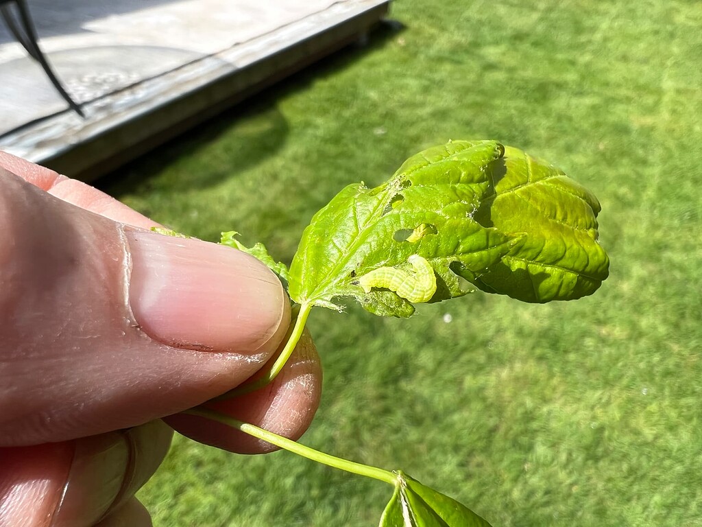 What’s feasting on my Maple leaves - Q & A - Comox Valley Horticultural ...