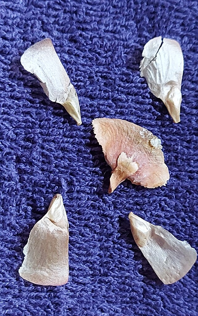 What Would These Be? - Q & A - Comox Valley Horticultural Society