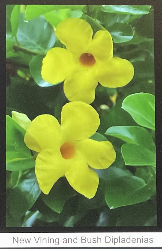 January 15, 2024 Zoom Meeting with Speaker Brian Minter – What’s New ...