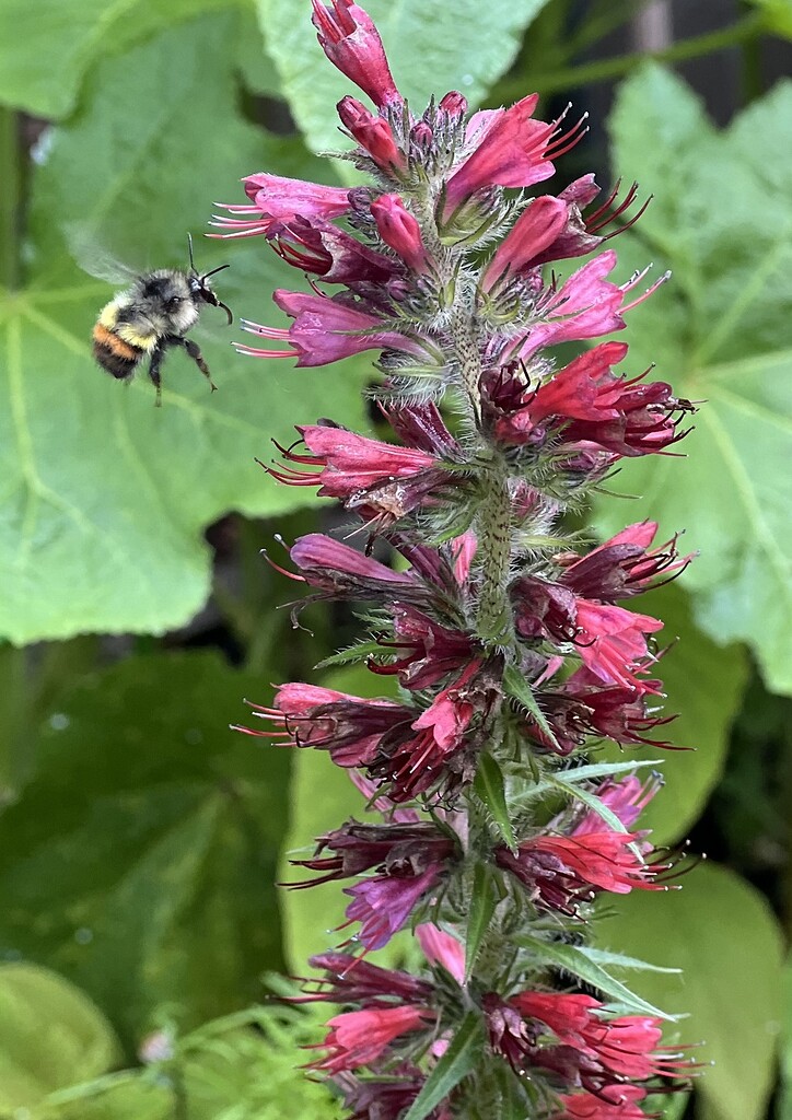 Echium Amoenum Red Feathers - Share - Comox Valley Horticultural Society